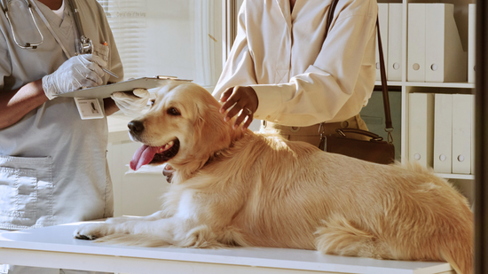 Finding the Right Vet for Your Dog: A Comprehensive Guide